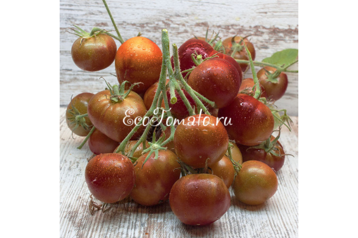 Karma Purple Multiflora (Карма пурпл, мультифлора)