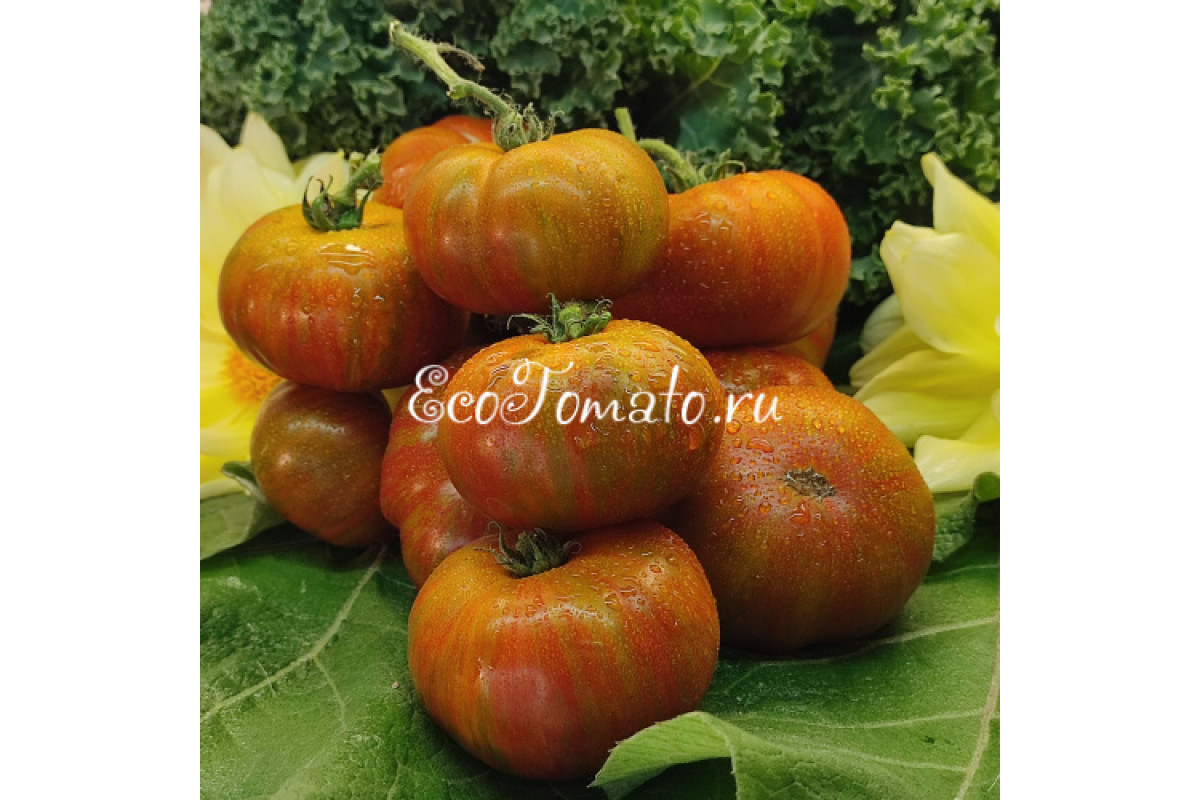 Dwarf Autumn Queen Golden (Дварф Осенняя Королева Золотая)