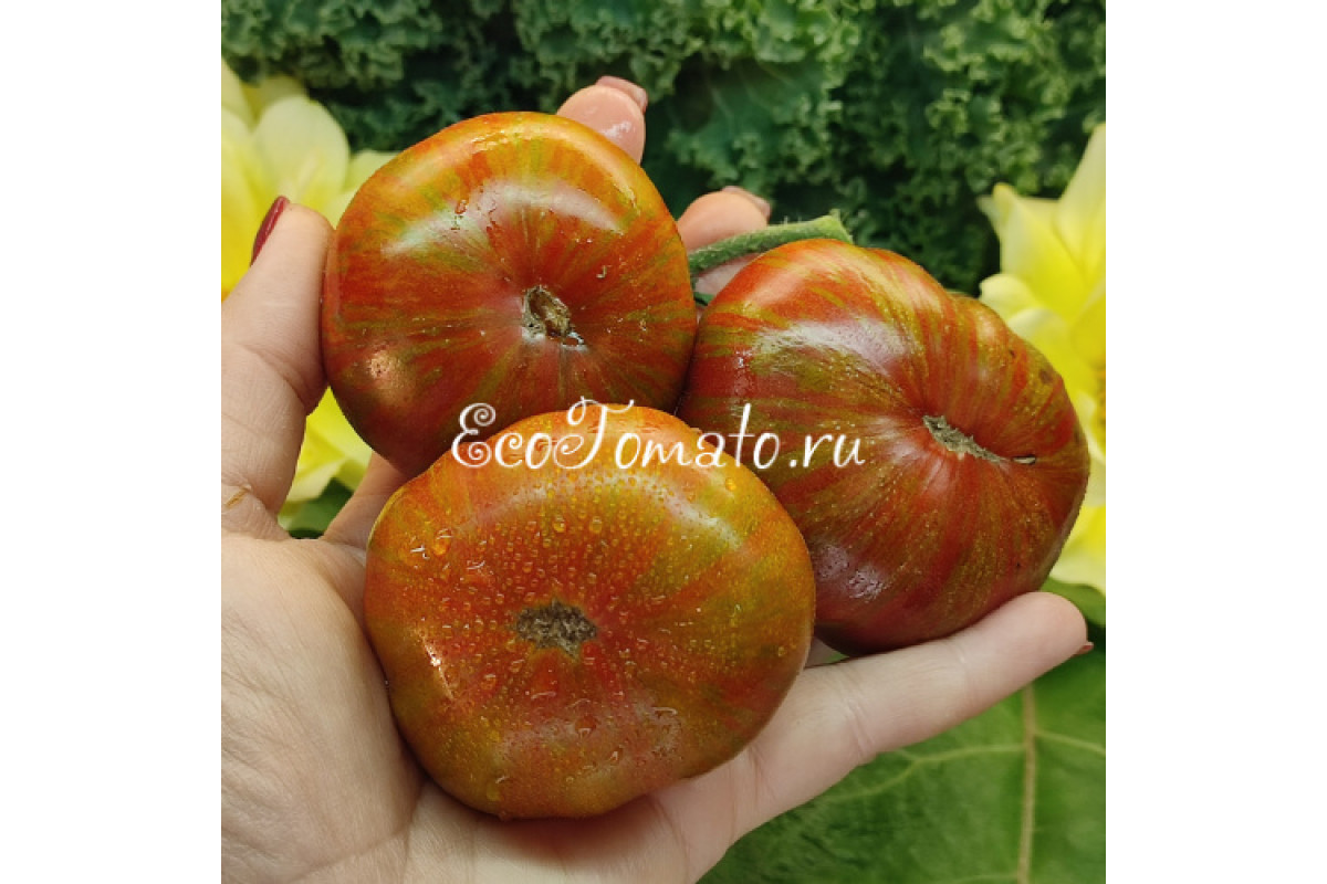 Dwarf Autumn Queen Golden (Дварф Осенняя Королева Золотая)
