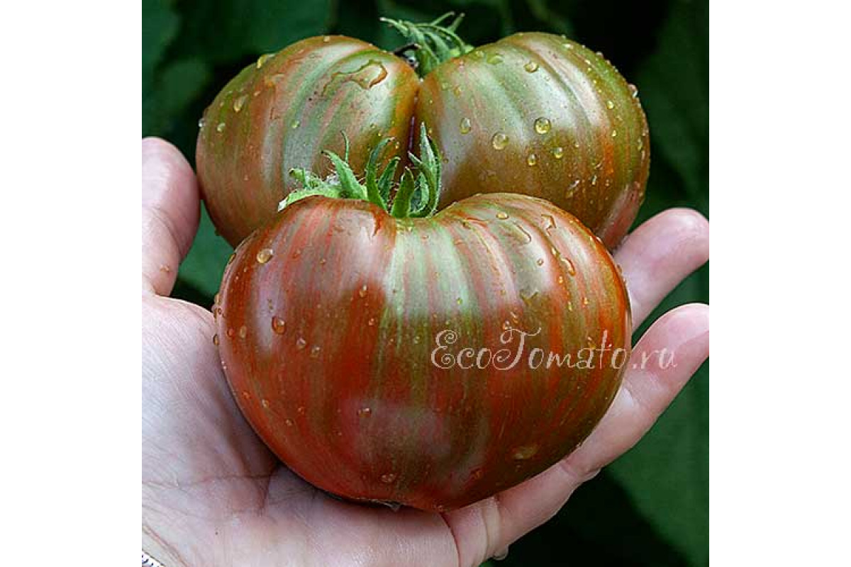 Dwarf Chocolate Lightning