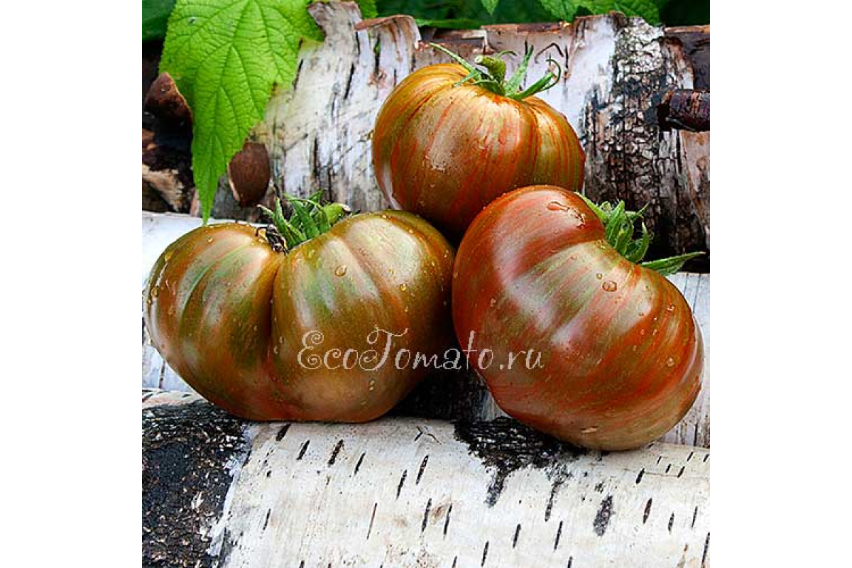 Dwarf Chocolate Lightning