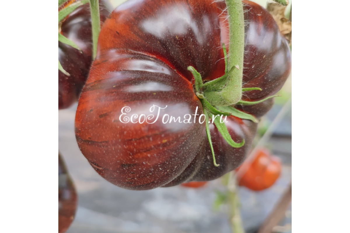 Dwarf Rebel Starfinger Dippers Delight (Дварф Звездный истребитель ...