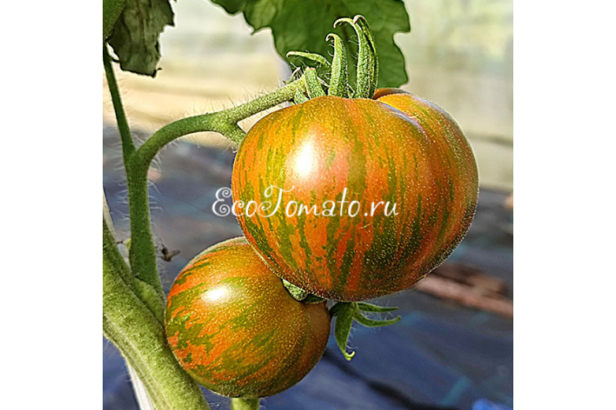 Dwarf Rebel Starfinger Panny Lane (Дварф Звездный истребитель Пенни Лейн)