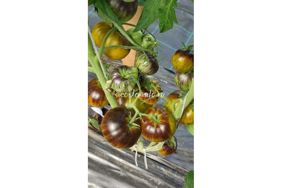 Dwarf Rebella (Дварф Ребелла)