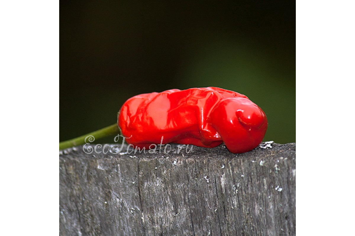 Peter Red