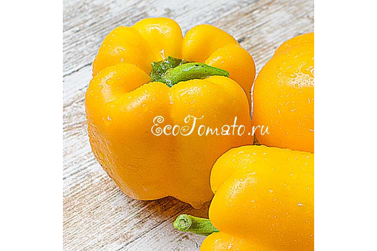 Quatro Zolta (Кубический желтый), Польша