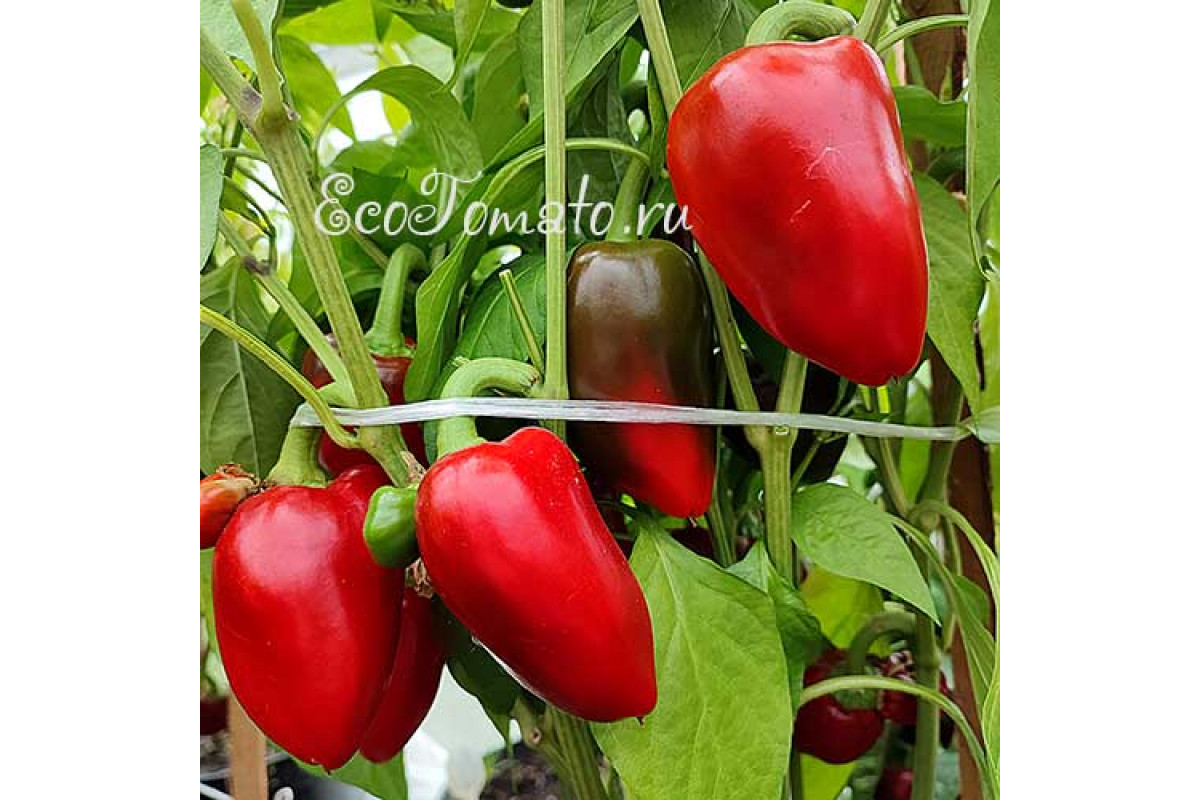 Truhart-NR (Трухарт), США