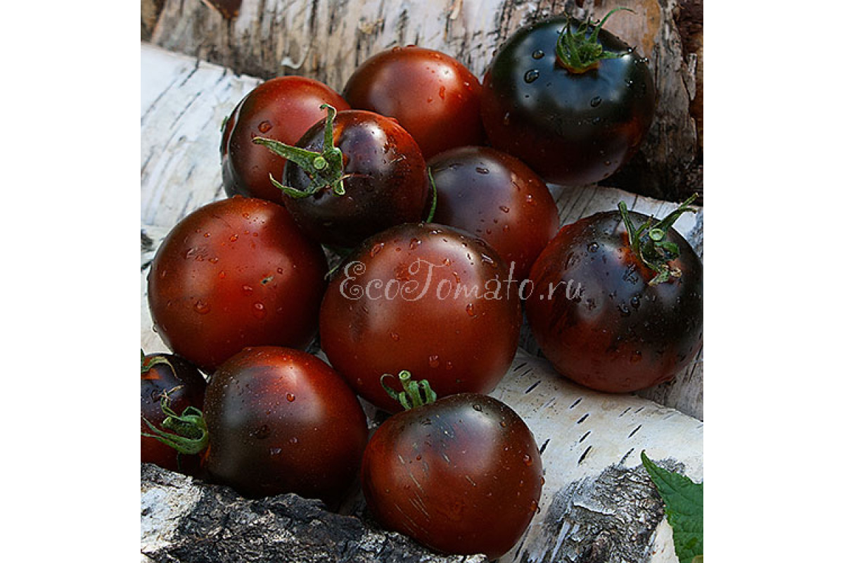 Chestnut Chocolate (Каштановый Шоколад), США