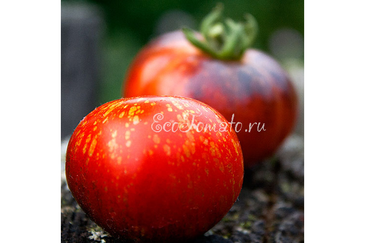 Red Beauty