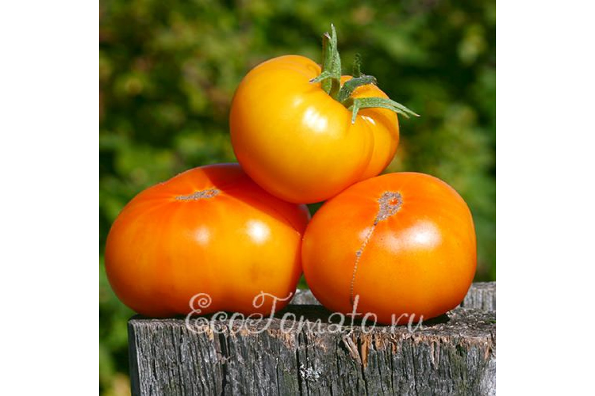 Tasmanian Blushing Yellow