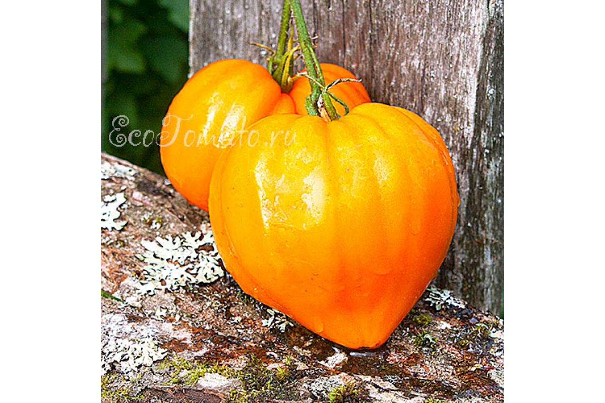 Orange Strawberry