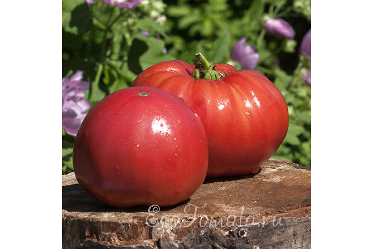 Marge's Polish Pride