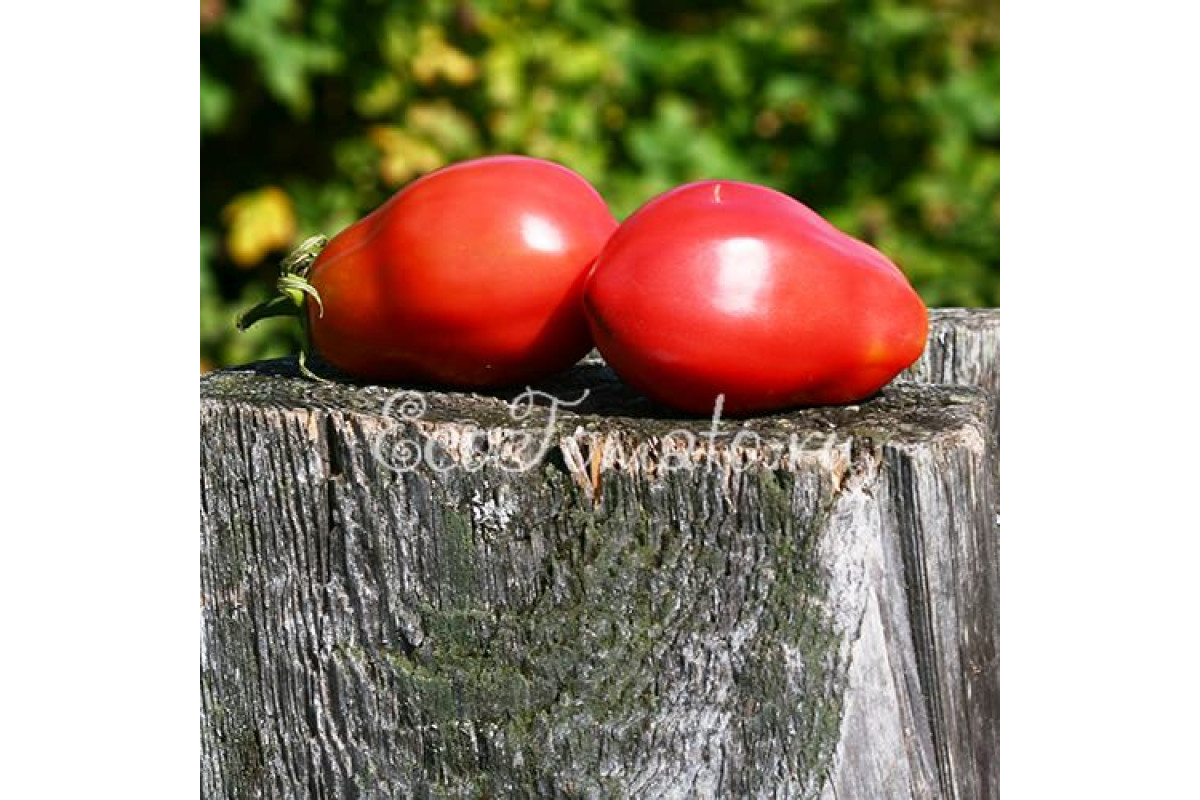 New Zealand Pink Pear