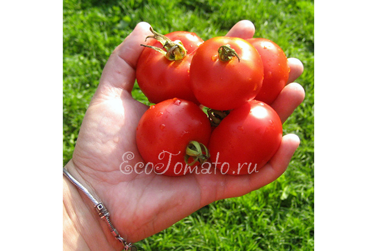 Large Red Cherry