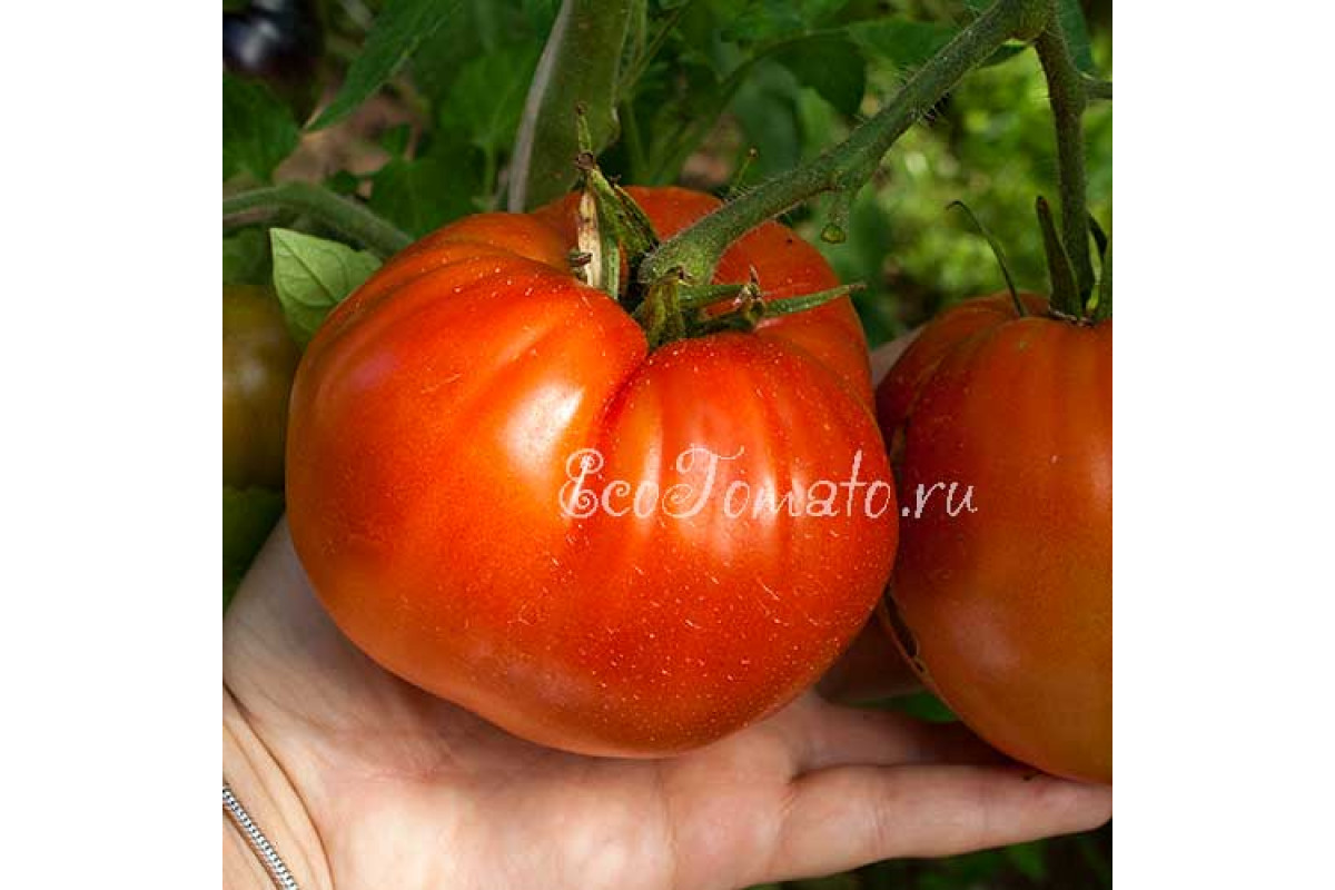 Minusinskie Shari red