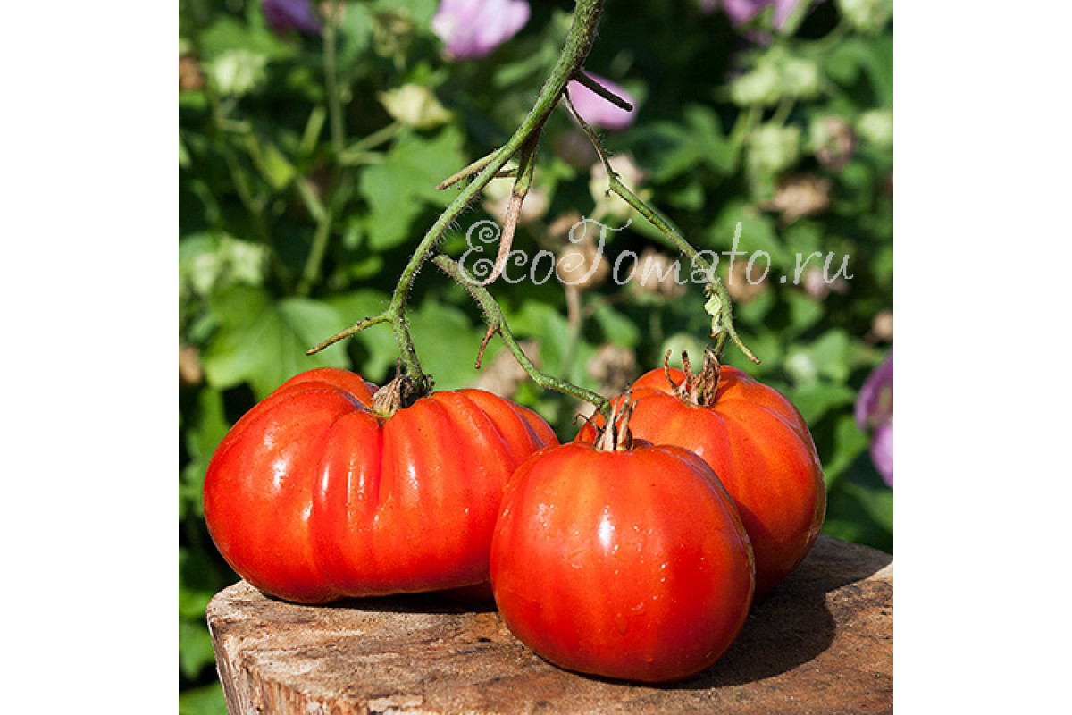Red Pear (Giant) Gransasso Strain
